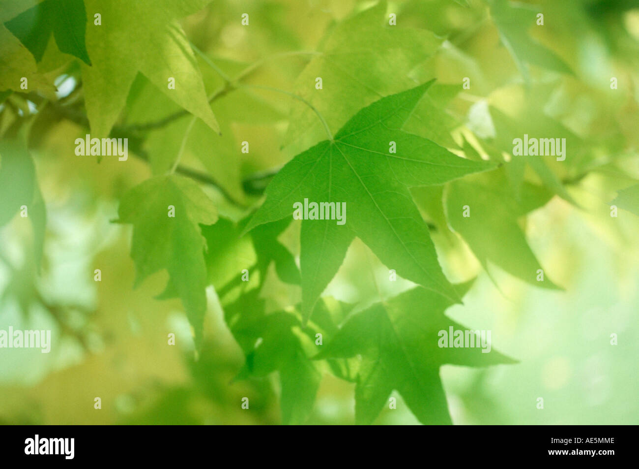 Sweet Gum Tree leaves (Liquidambar styraciflua pendula Stock Photo - Alamy