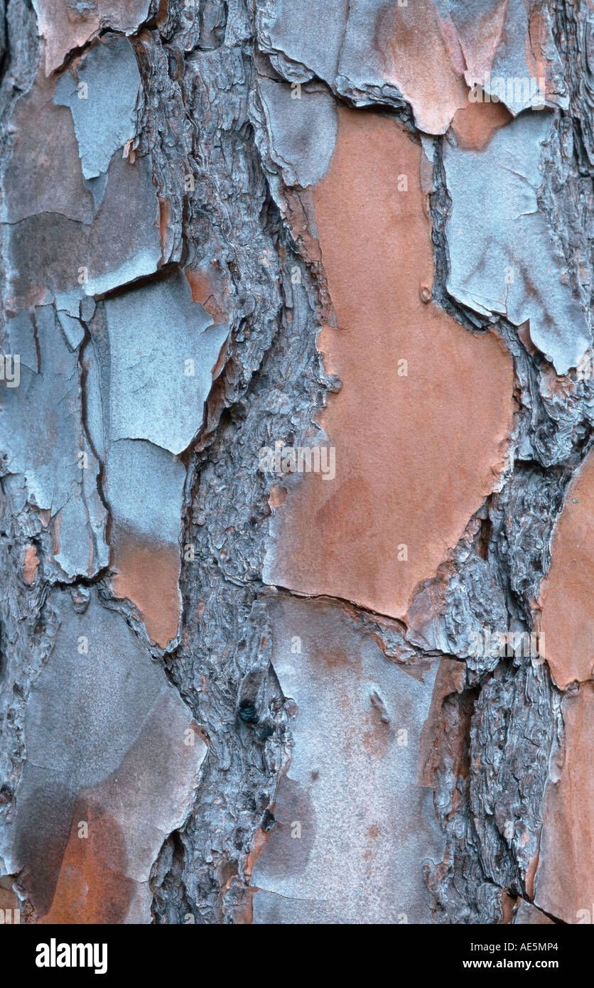 Slash Pine Bark