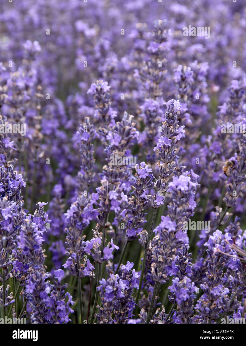 Lordington Lavender farm, Sussex, UK Stock Photo - Alamy