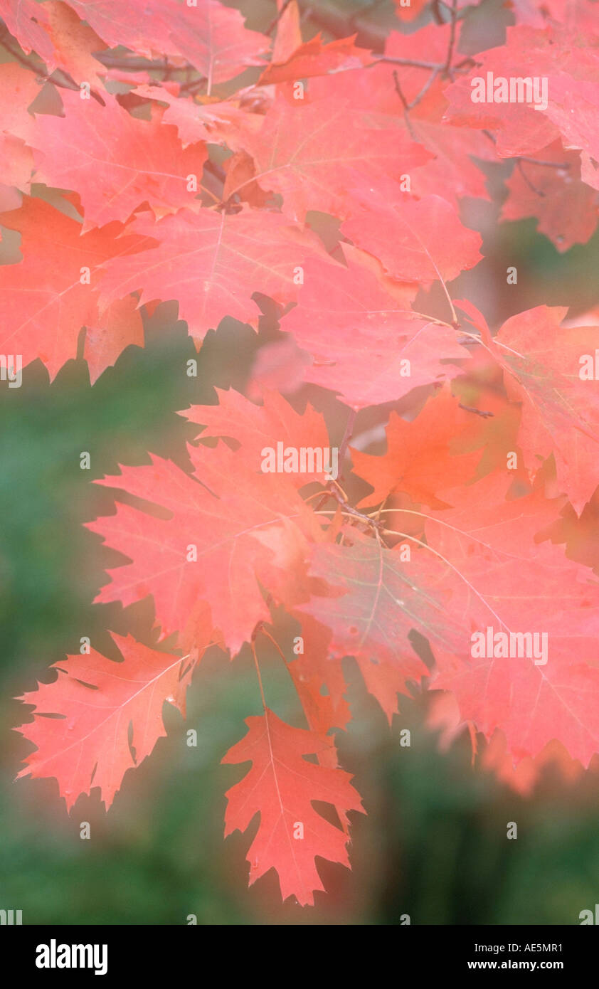 North american red oak hi-res stock photography and images - Alamy