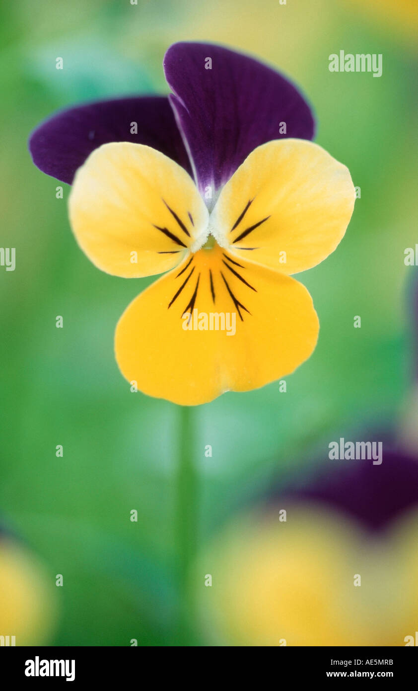 Viola hybrida hi-res stock photography and images - Alamy