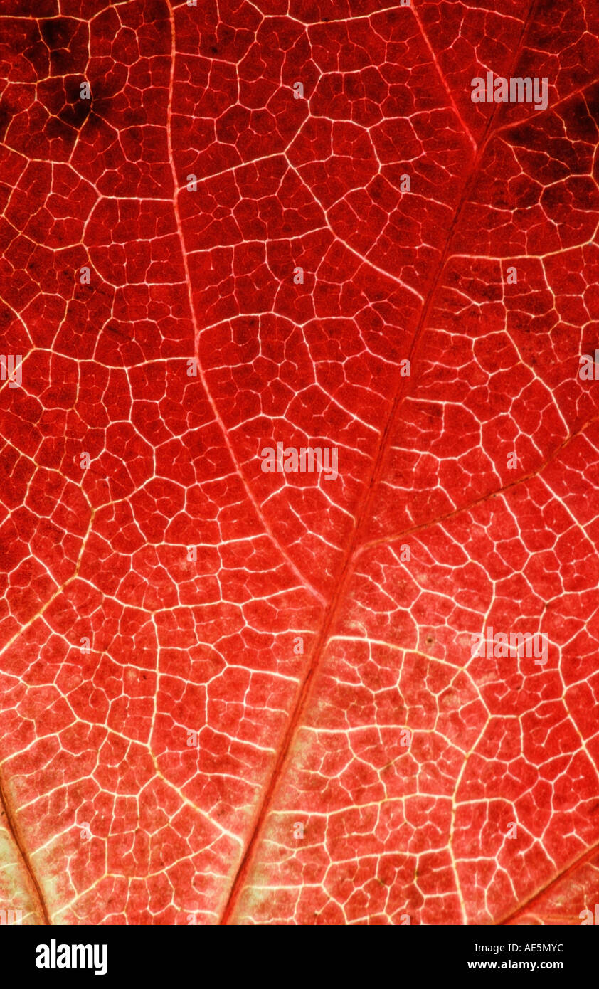 Vine leaf detail (Vitis vinifera Stock Photo - Alamy