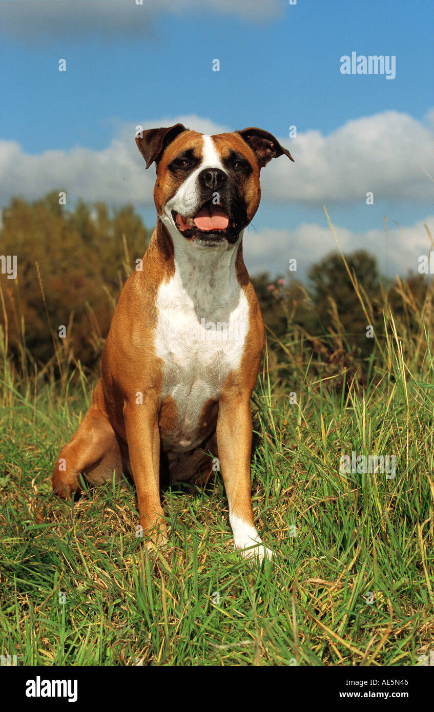 Staffordshire terrier sitting meadow hi-res stock photography and ...