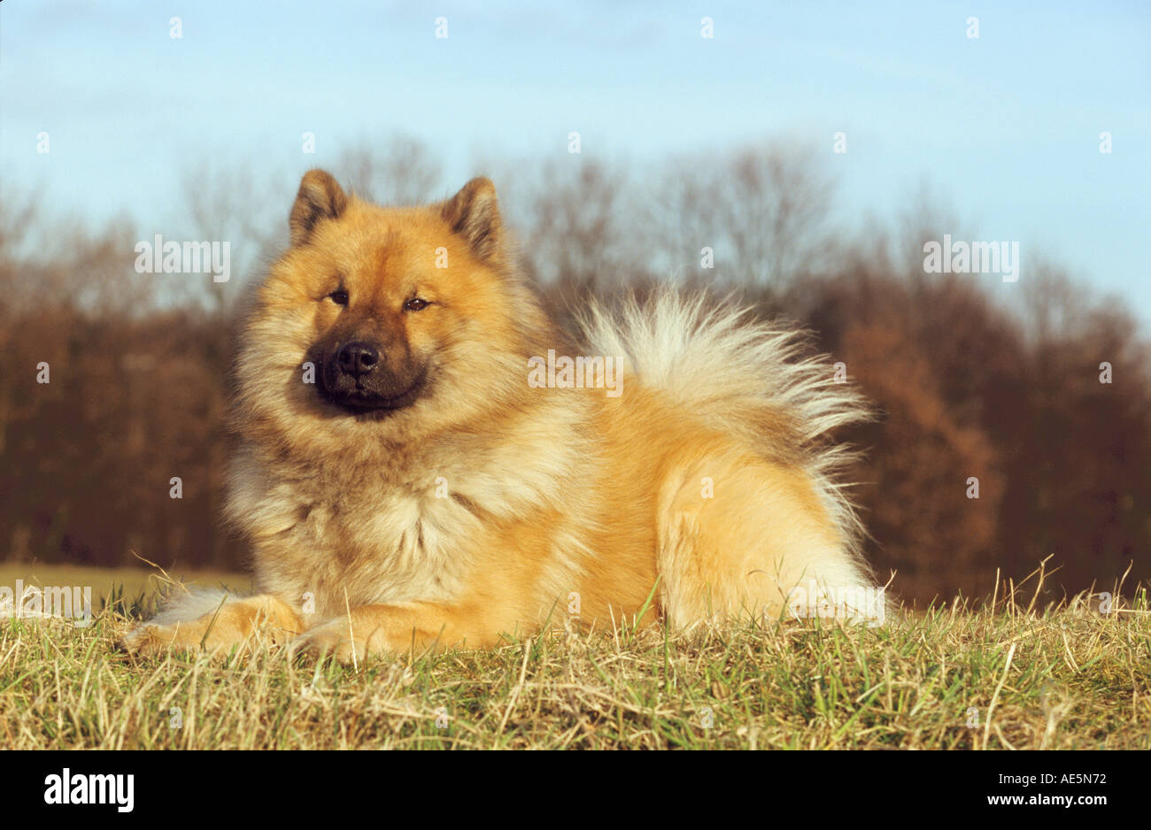Eurasian dog hi-res stock photography and images - Alamy