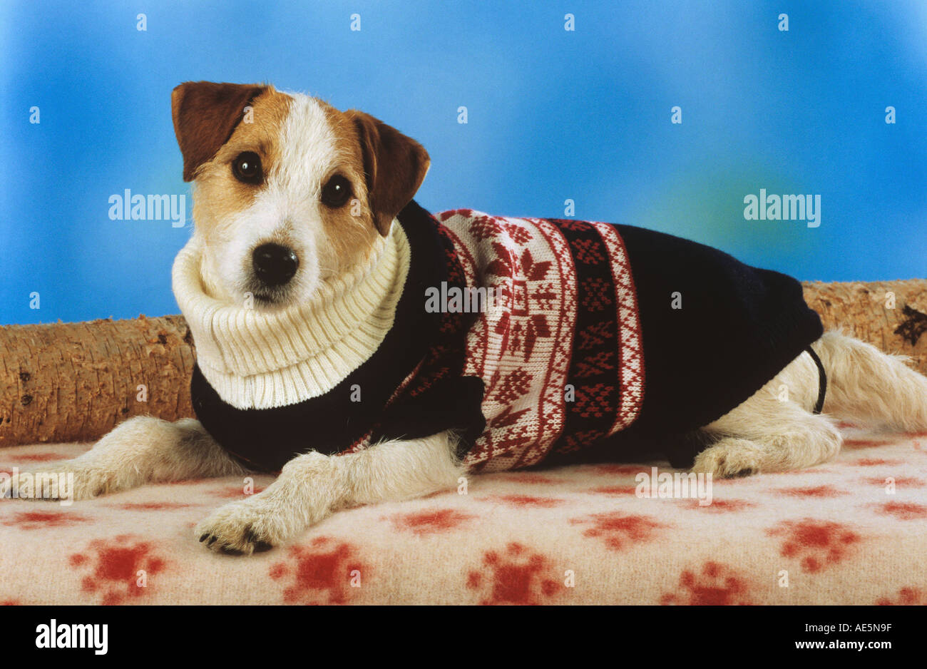 Jack jumper hi-res stock photography and images - Alamy