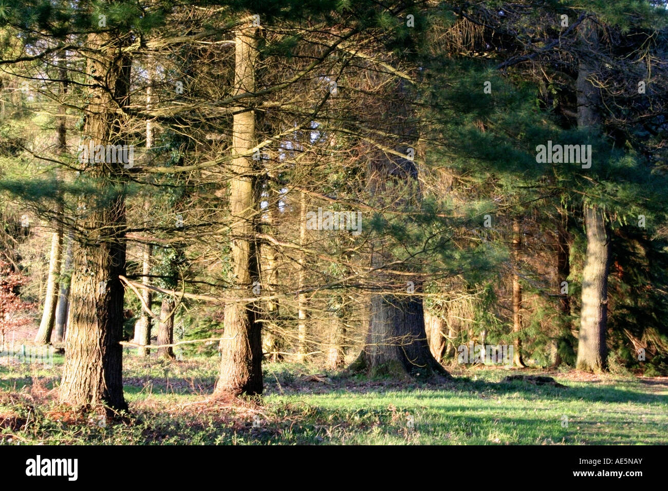Leafy glade hi-res stock photography and images - Alamy