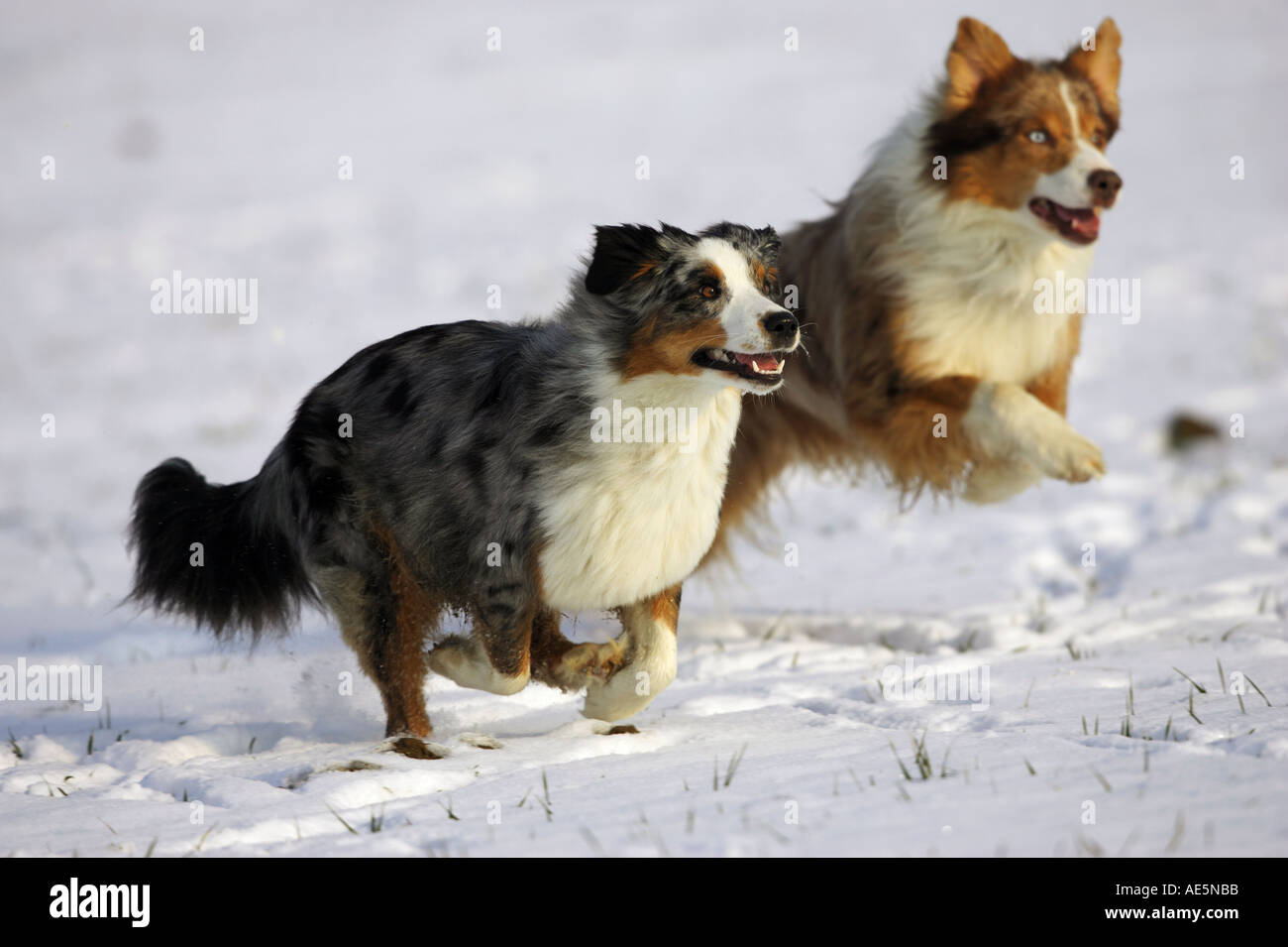 Running australian shepherds hi-res stock photography and images - Alamy