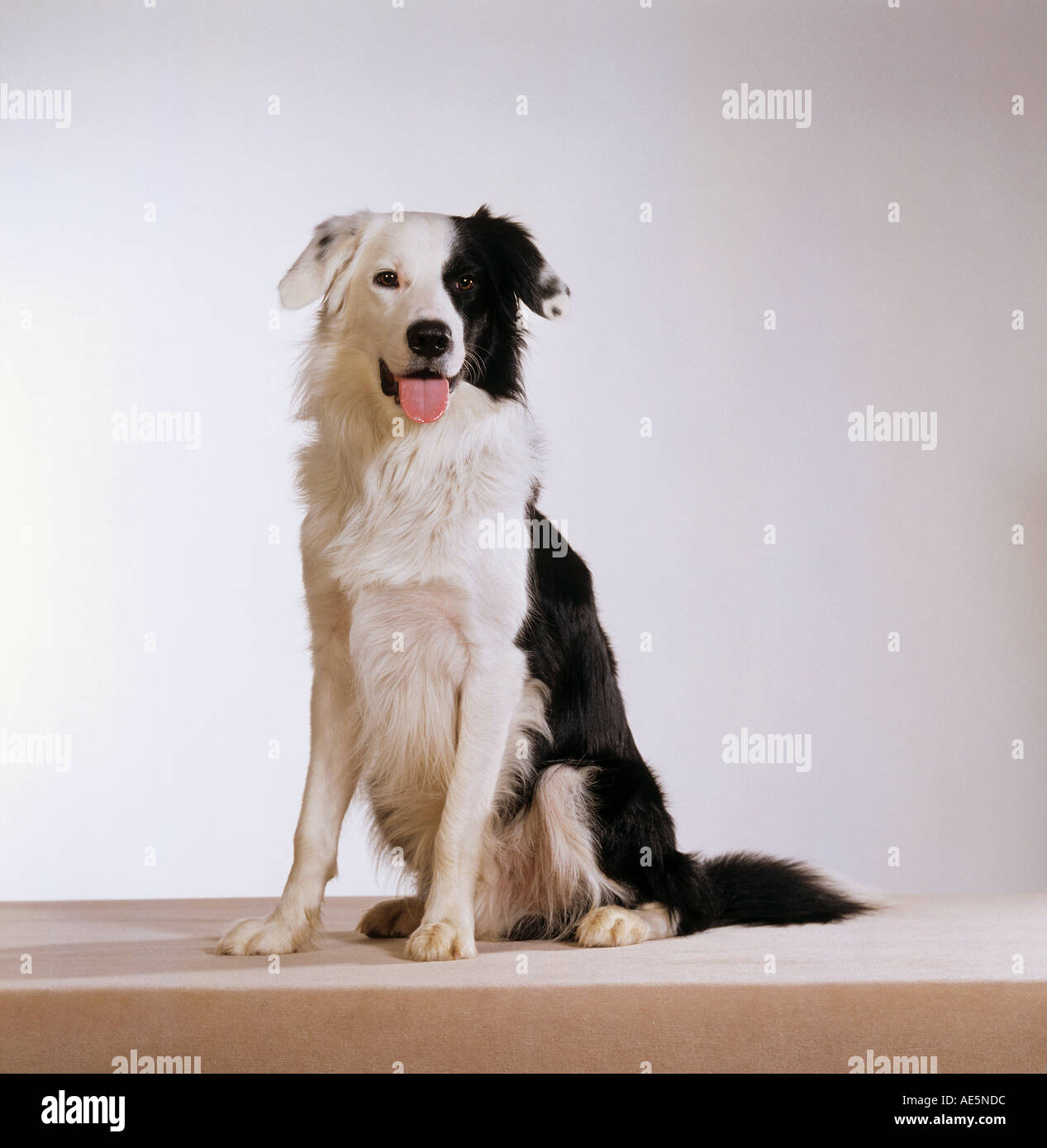Border Collie dog - sitting frontal Stock Photo - Alamy