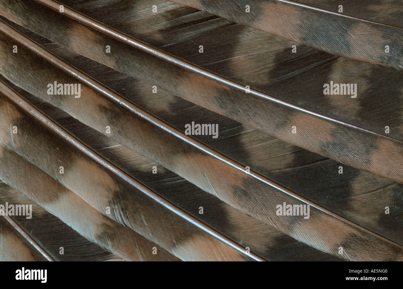 Owls feather patterns hi-res stock photography and images - Alamy