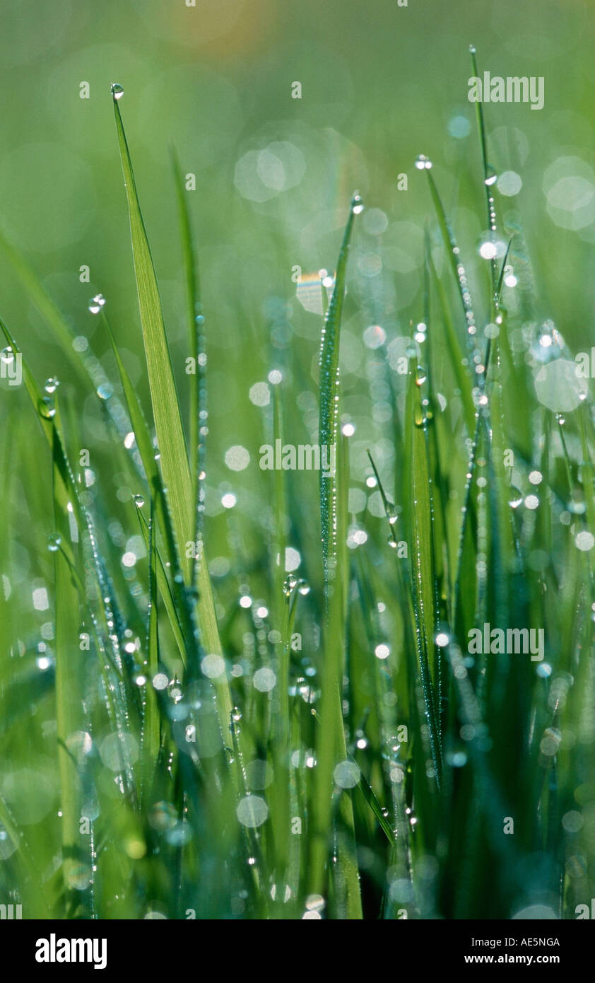 Upright grass blades hi-res stock photography and images - Alamy