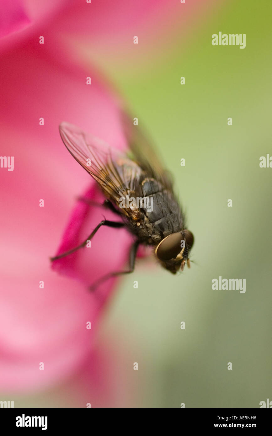 Rose beauty and the beast hi-res stock photography and images - Alamy