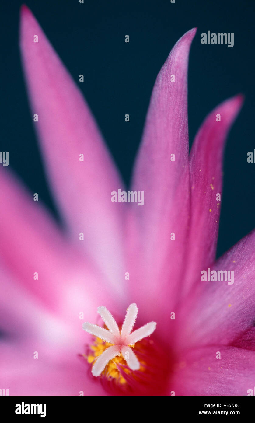 Rhipsalidopsis rosea hi-res stock photography and images - Alamy