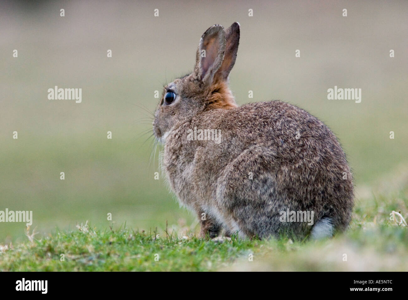 Friston forest hi-res stock photography and images - Alamy