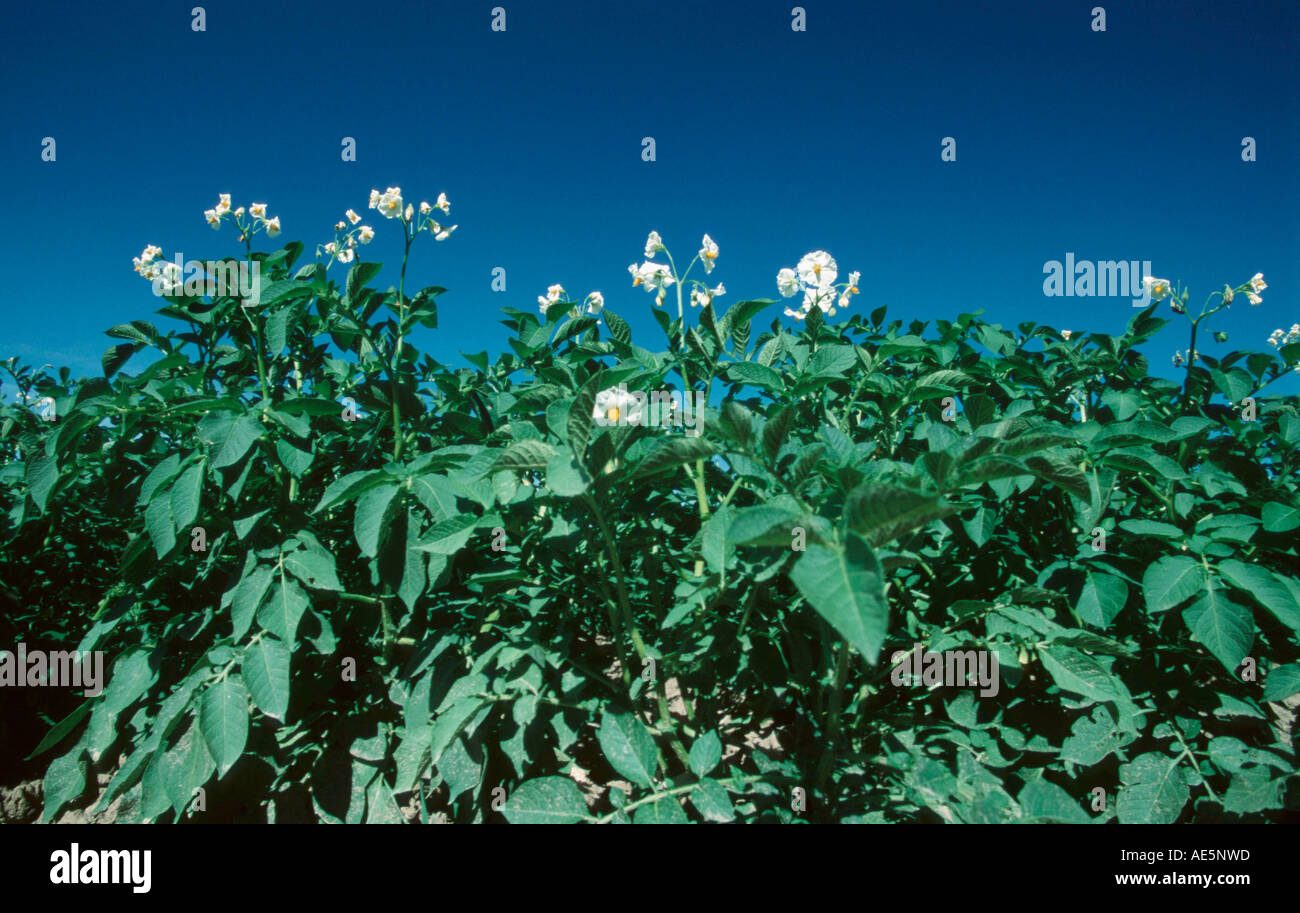 Potatoes, blooming (Solanum tuberosum Stock Photo - Alamy