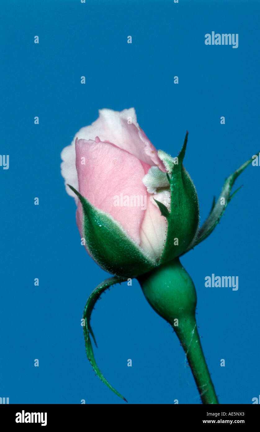Rose rosa spec hi-res stock photography and images - Alamy
