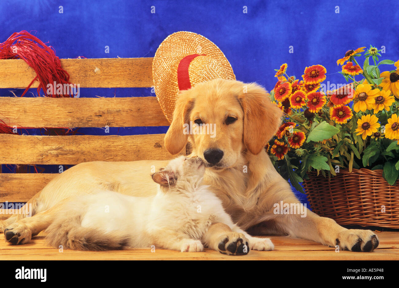 animal-friendship : Golden Retriever dog and Sacred cat of Burma Stock ...