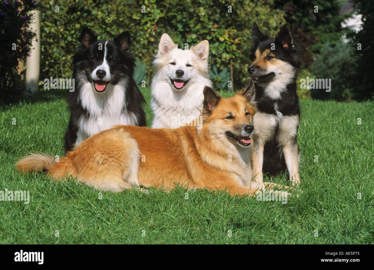 The sheep dogs hi-res stock photography and images - Alamy