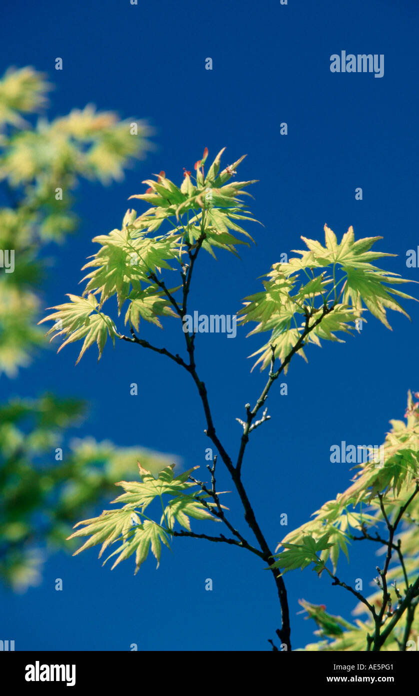 Japanese Maple in spring (Acer palmatum Stock Photo - Alamy