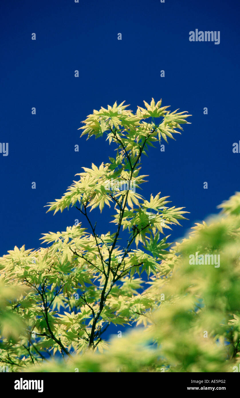 Japanese Maple in spring (Acer palmatum Stock Photo - Alamy