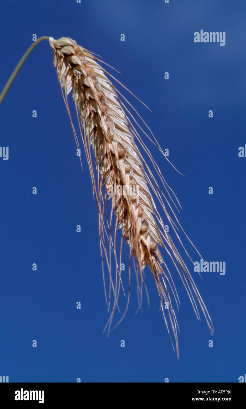 Rye ear, Germany (Secale cereale Stock Photo - Alamy