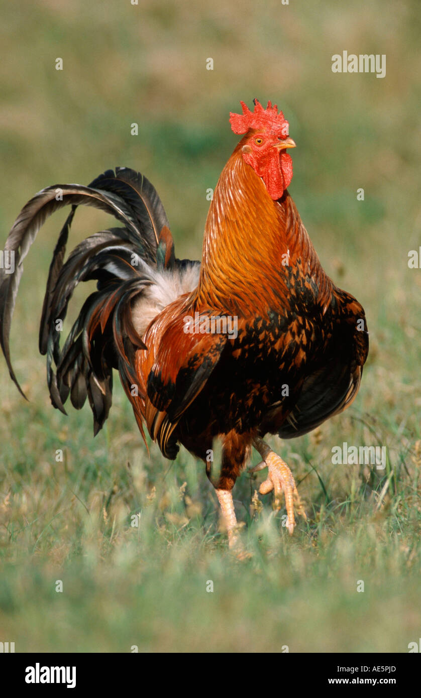 Free rooster hi-res stock photography and images - Alamy