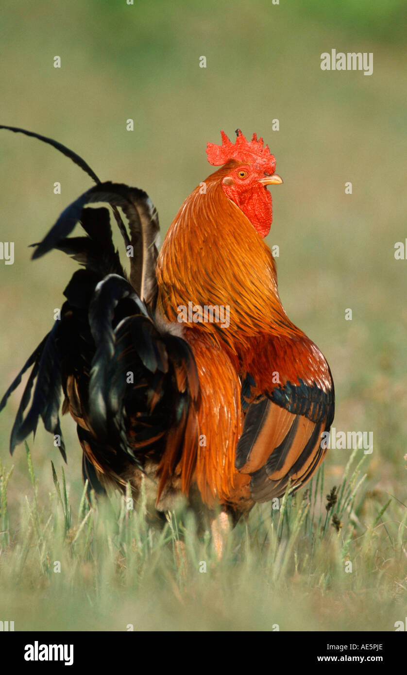 Free-range domestic fowl, rooster, Texel Island, Netherlands Stock ...