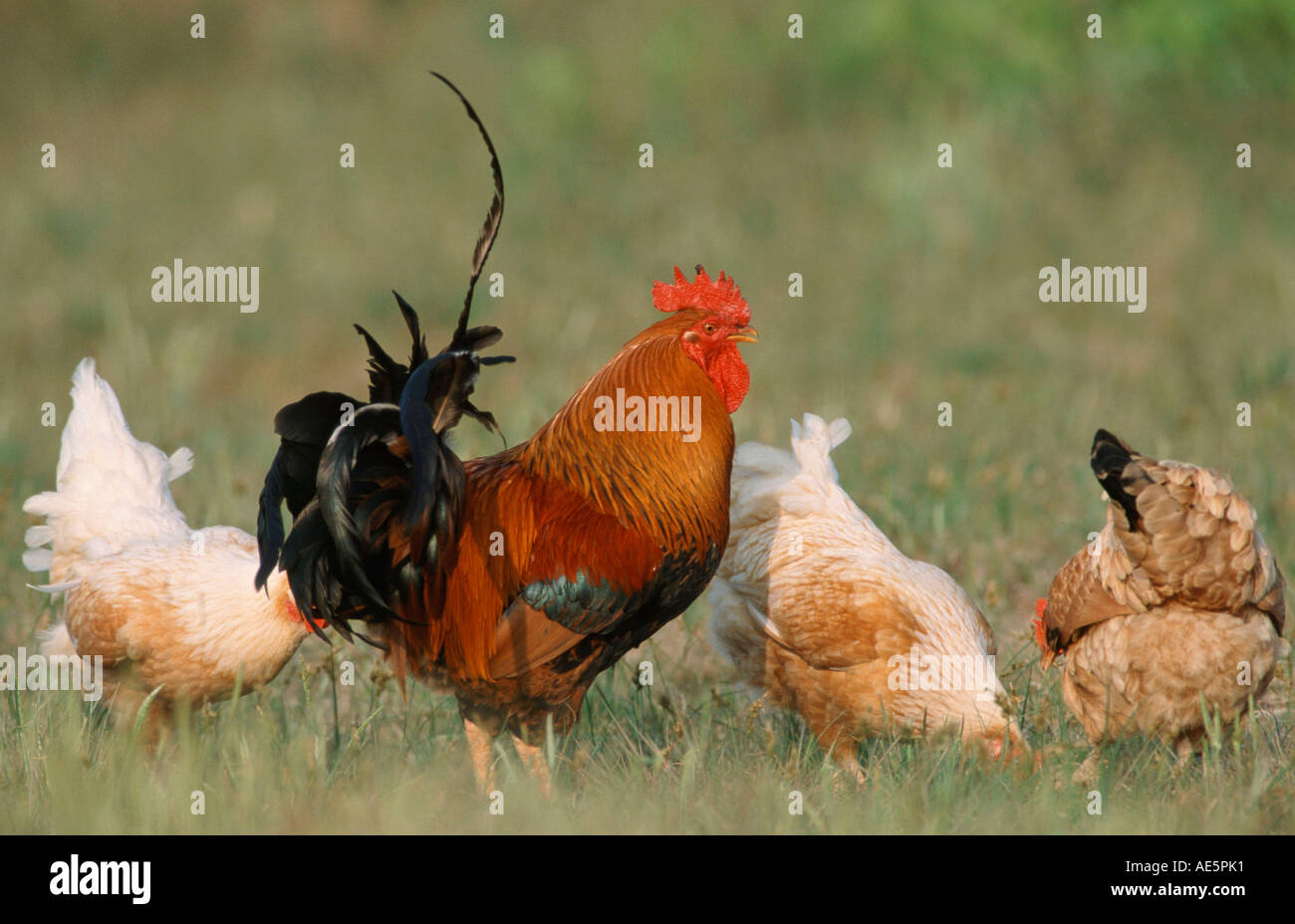 Free-range domestic fowl, rooster and hens, Texel Island, Netherlands ...