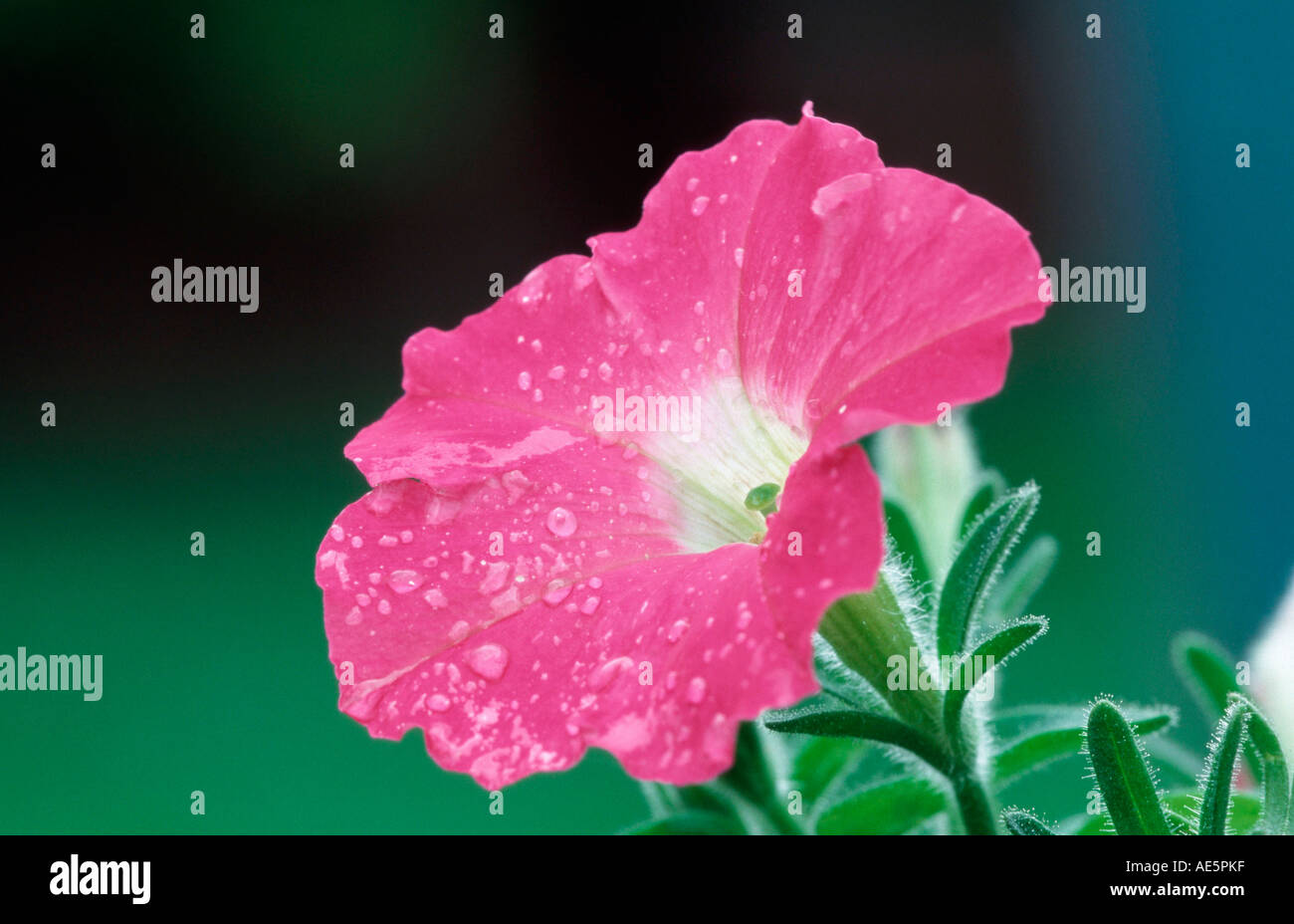 Petunia blossom with rain drops (Petunia hybride Stock Photo - Alamy