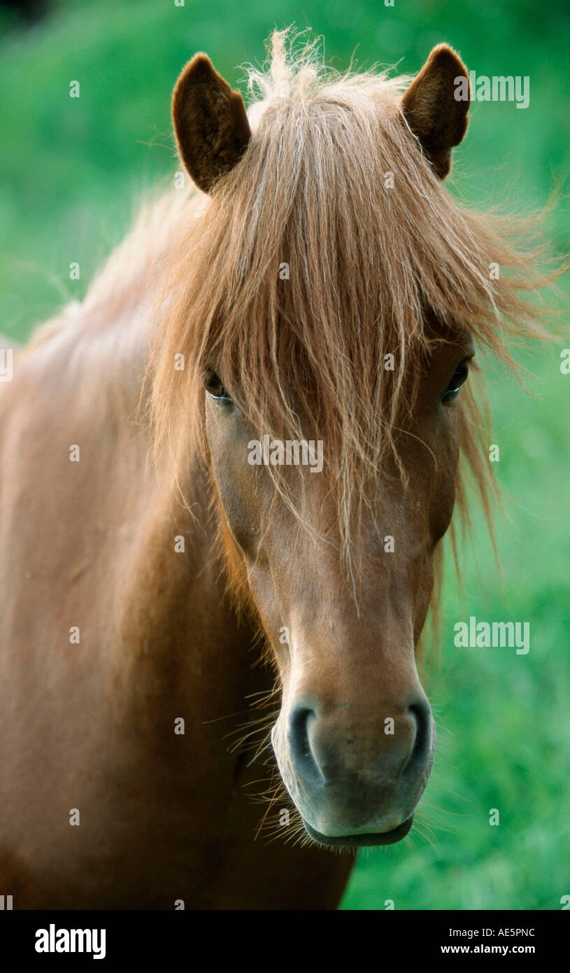 Welsh Mountain Pony Stock Photo - Alamy