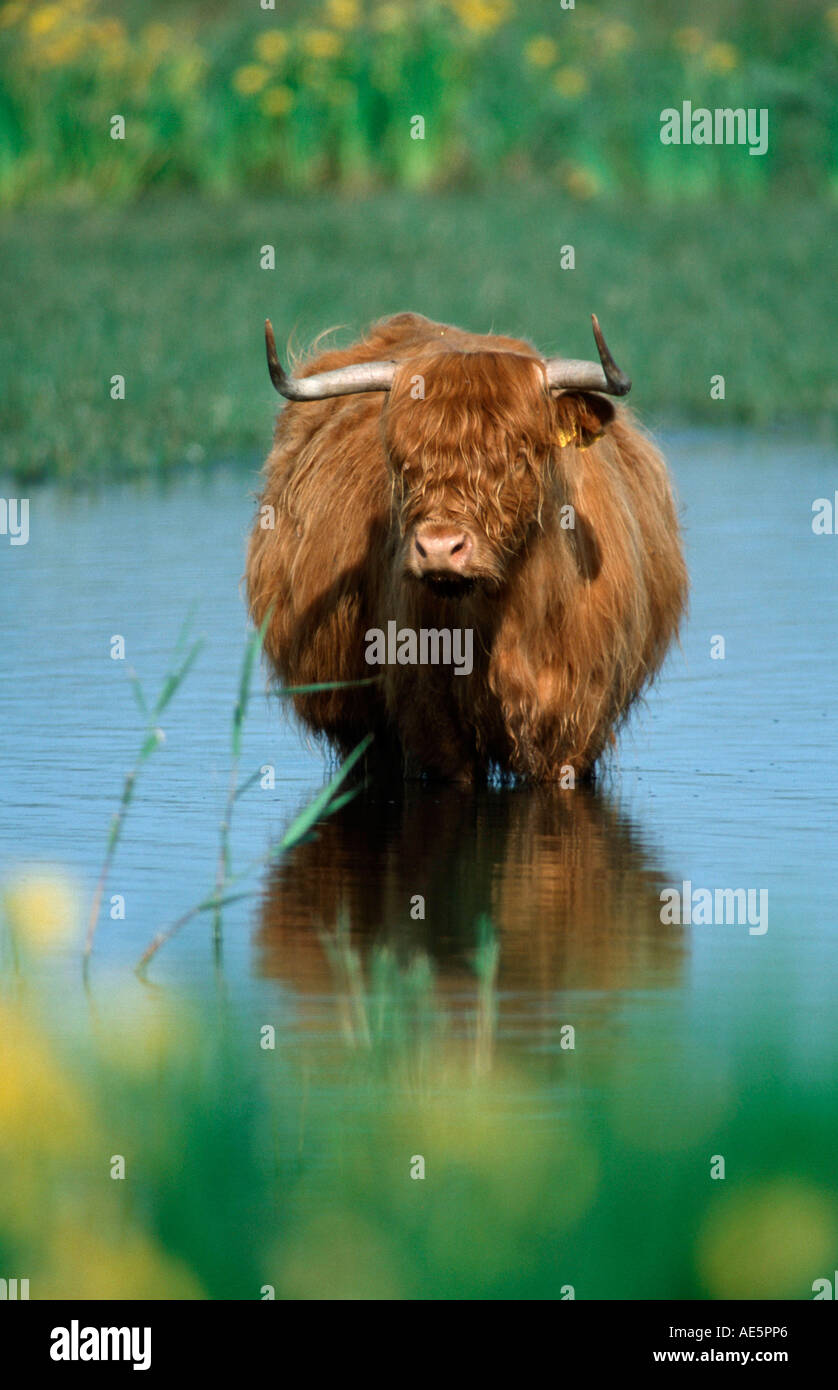 Scottish Highland Cattle in pond Stock Photo - Alamy
