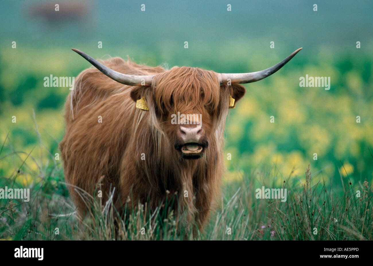 Scottish Highland Cattle Stock Photo - Alamy