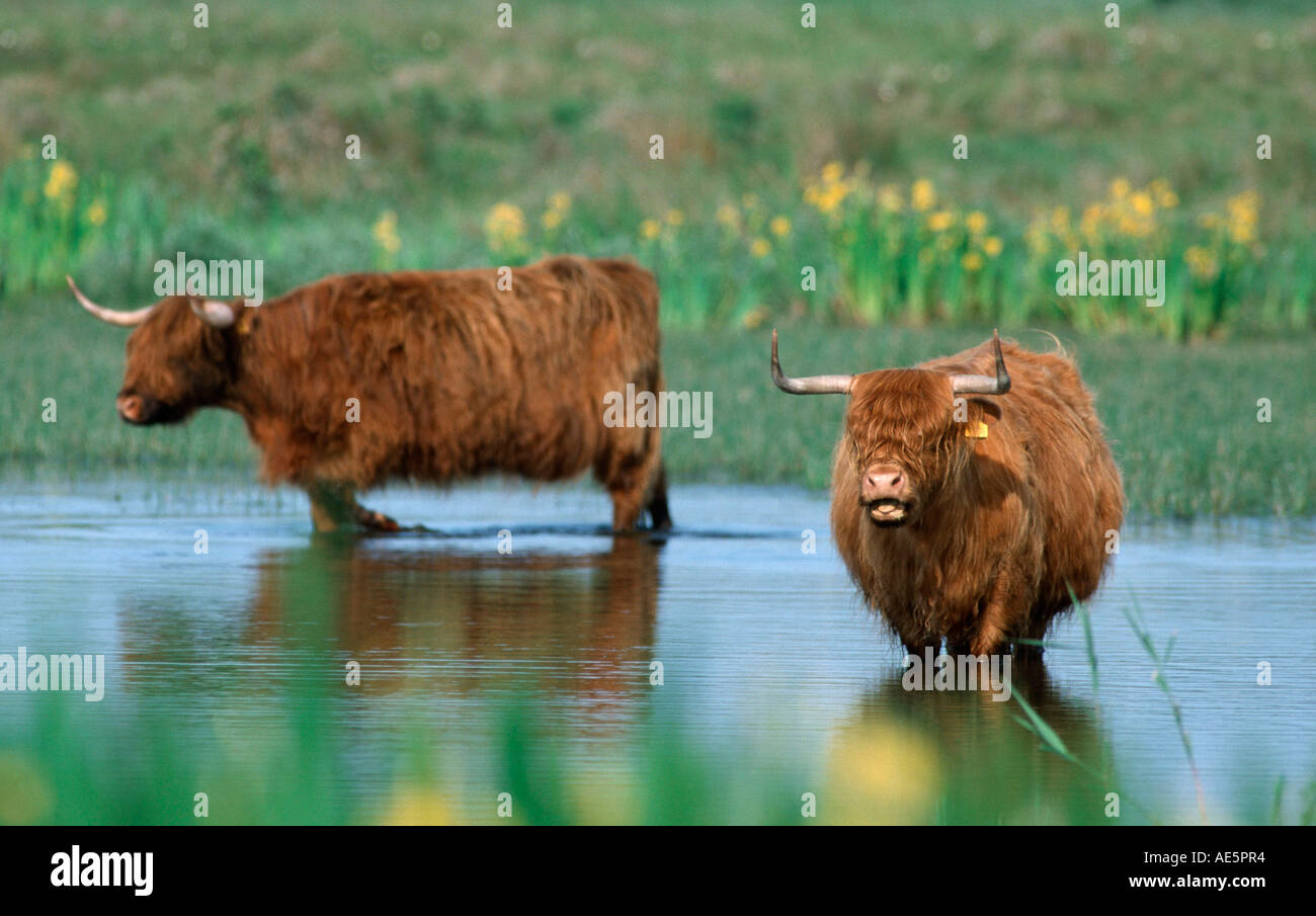 Scottish Highland Cattle in pond Stock Photo - Alamy