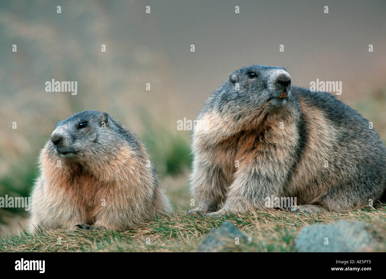 Alpine Marmots, Austria (Marmota marmota Stock Photo - Alamy