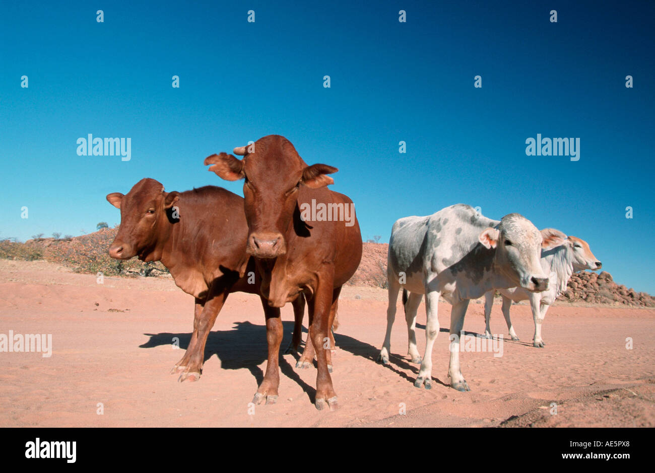 Cattle, cows, Damaraland, Namibia Stock Photo - Alamy