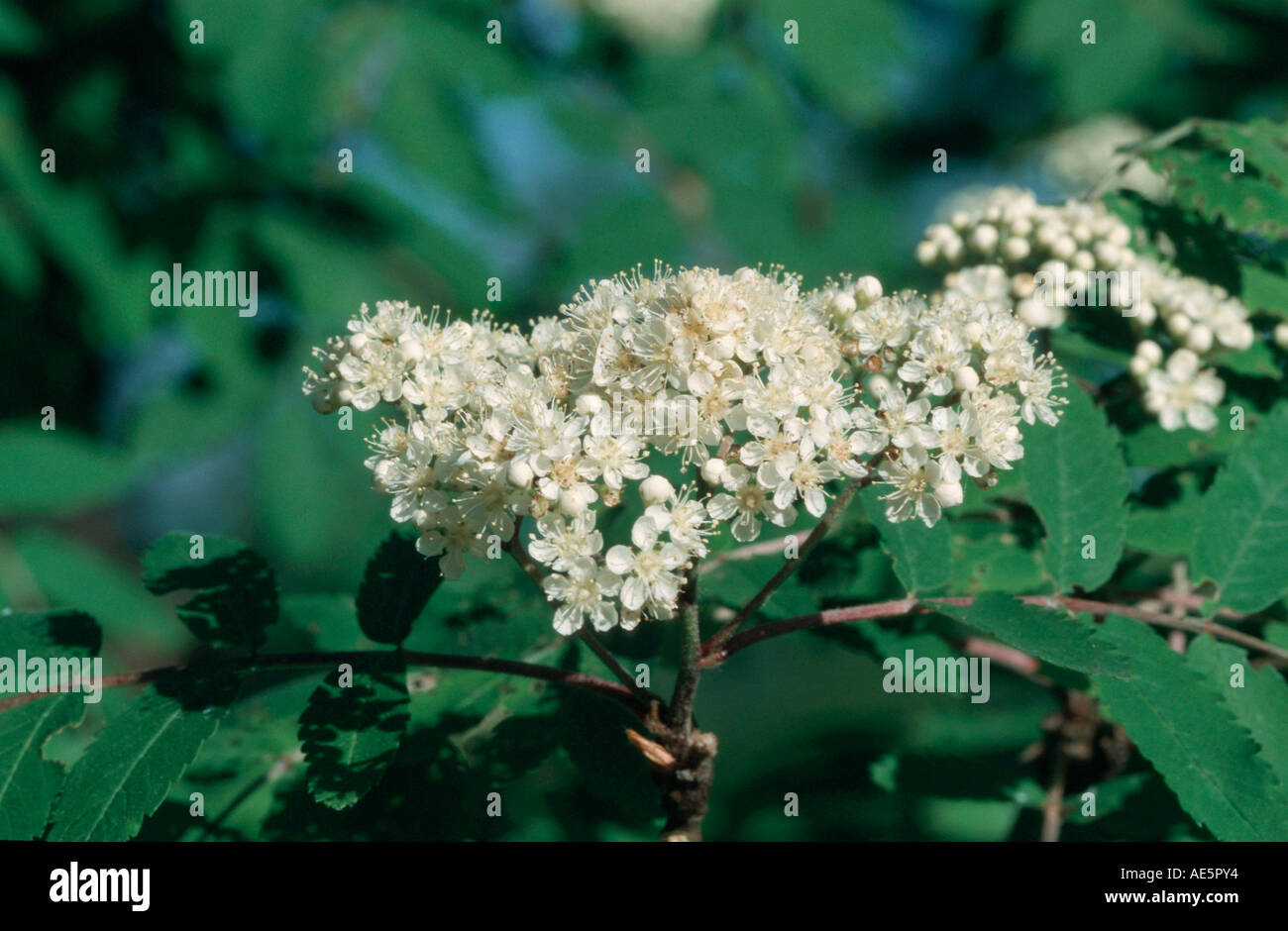 Rowan Ash, North Rhine-Westphalia, Germany (Sorbus aucuparia Stock ...
