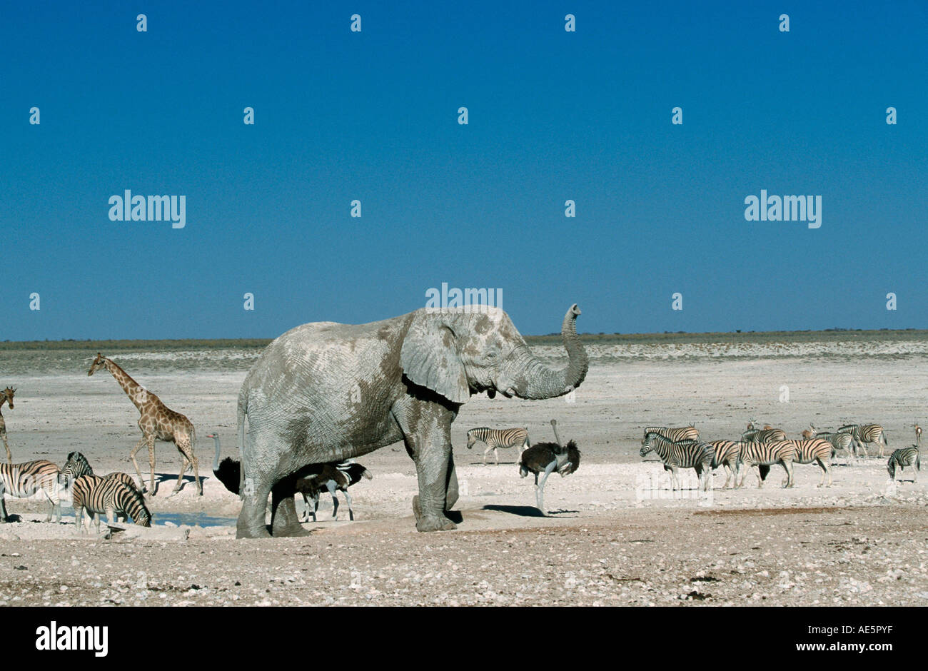 Zebra giraffe elephant africa hi-res stock photography and images - Alamy