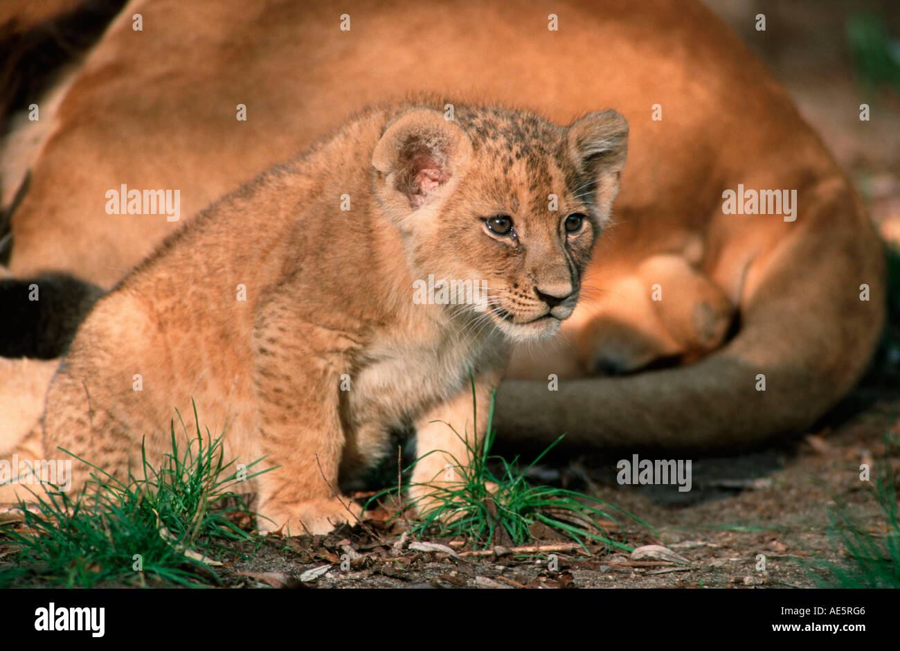 African Lion, cub (Panthera leo Stock Photo - Alamy