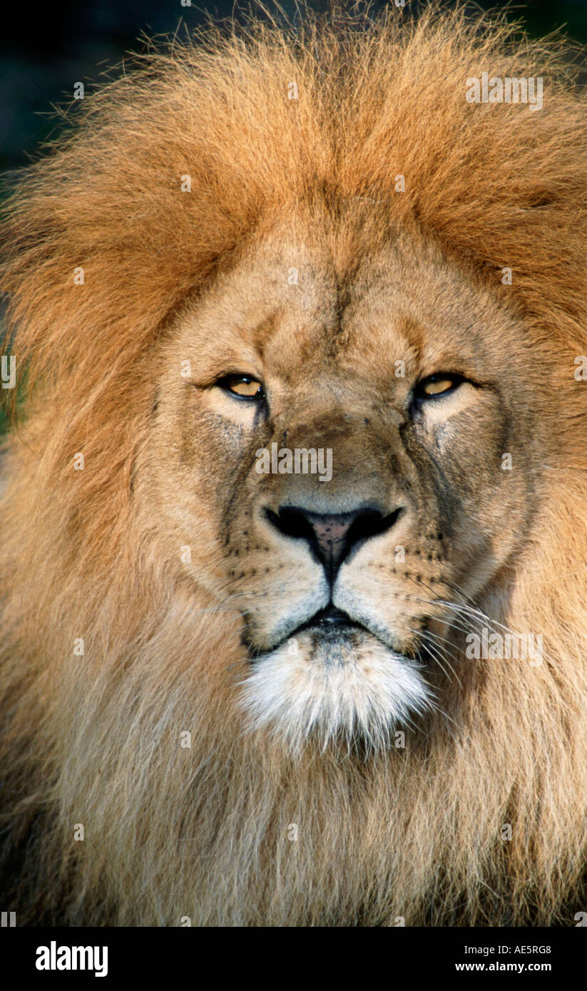 African Lion, male (Panthera leo Stock Photo - Alamy African Lion, male (Panthera leo Stock Photo - Alamy