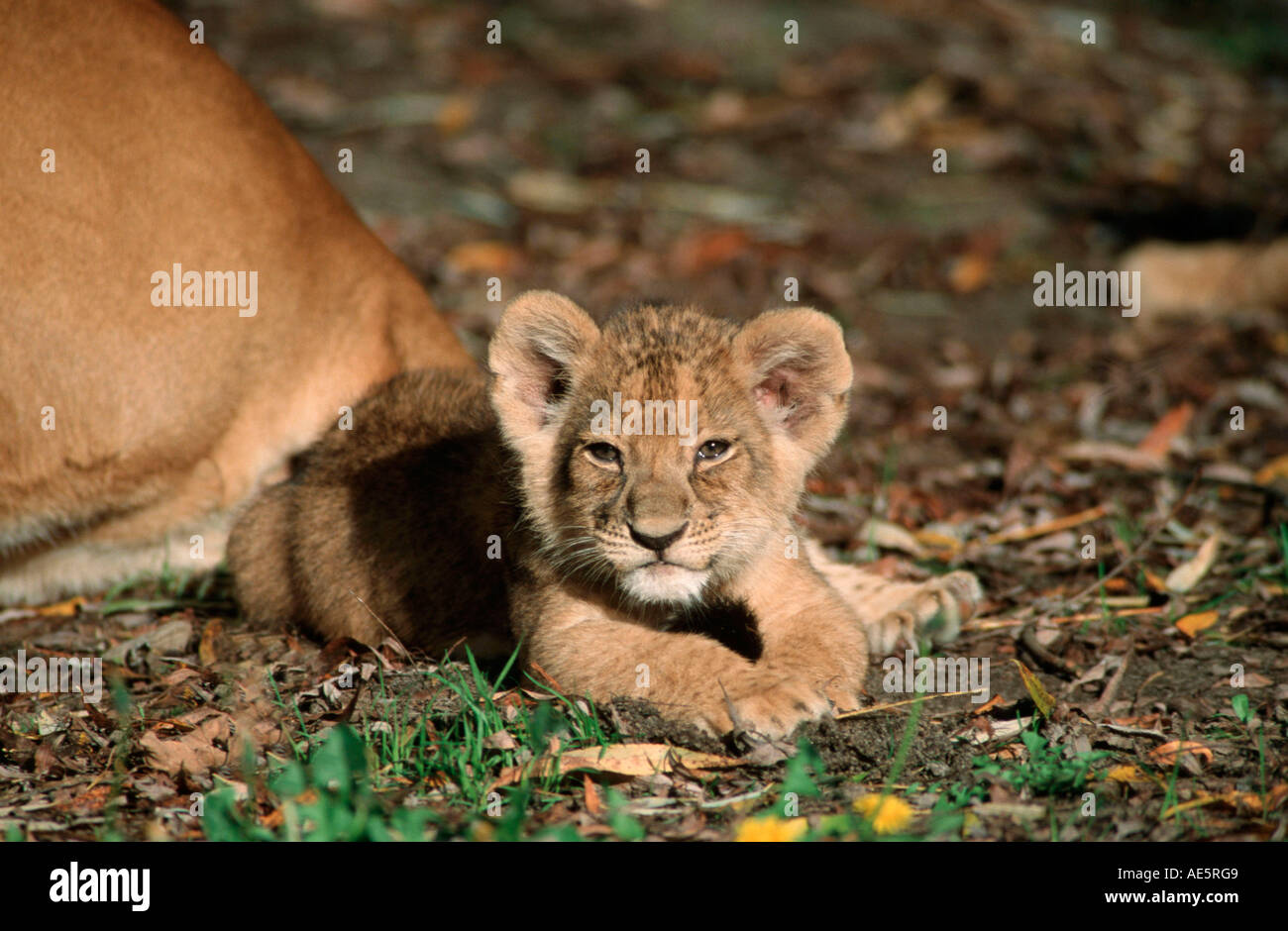African Lion, cub (Panthera leo Stock Photo - Alamy