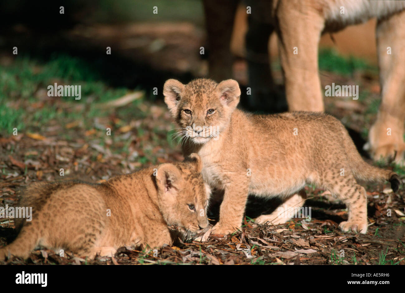 African Lion, cubs (Panthera leo Stock Photo - Alamy