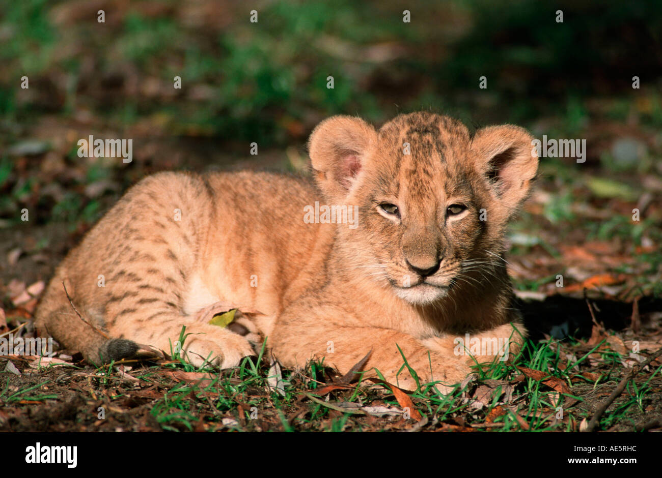 African Lion, cub (Panthera leo Stock Photo - Alamy