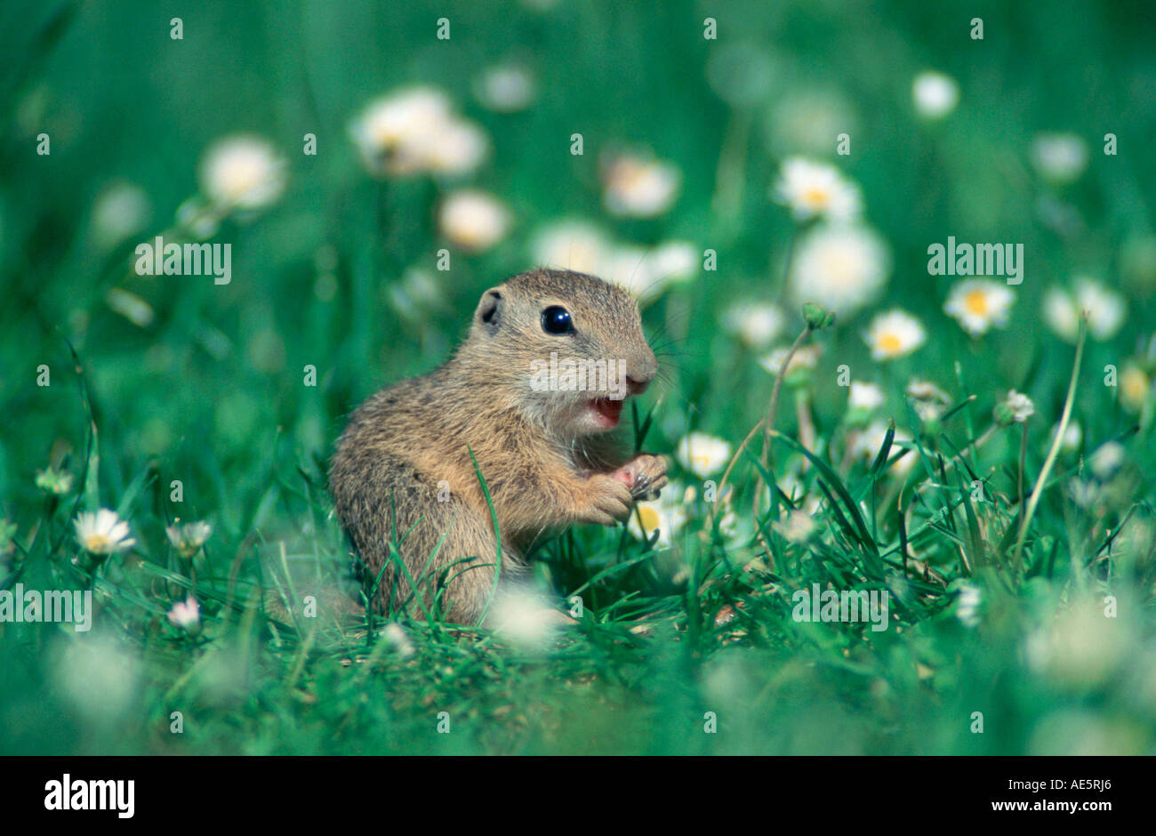 Young European Suslik, Austria (Citellus citellus Stock Photo - Alamy