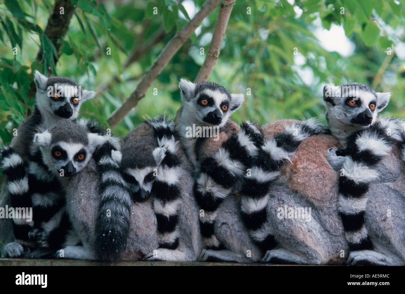 Ring-tailed Lemurs (Lemur catta Stock Photo - Alamy