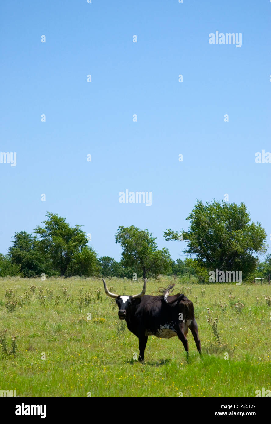 Stock Photo of Texas Longhorn Cow Stock Photo - Alamy