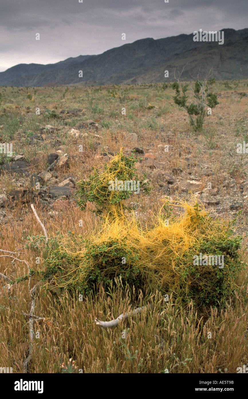 Cuscuta denticulata Desert toothed Dodder Strangleweed on bush Ashford ...