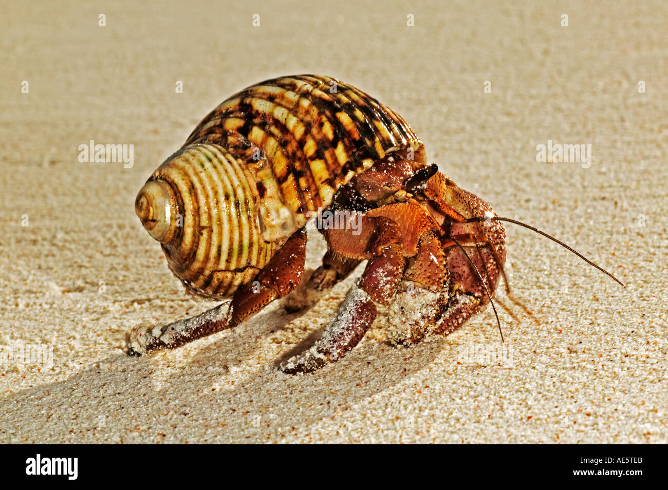 Empty Hermit Crab Shells