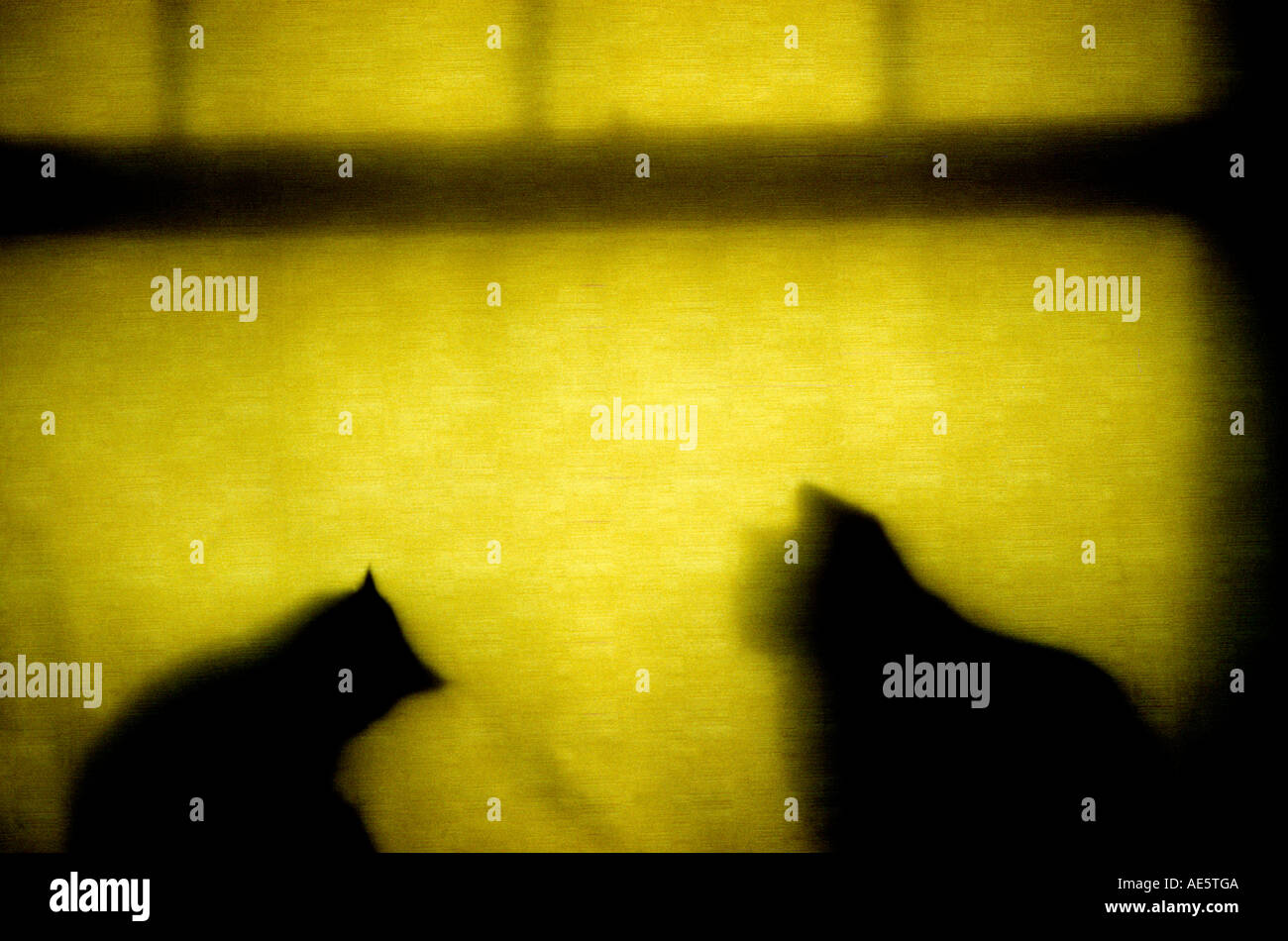 Cats in silhouette making cat shadows behind yellow gold screen Stock ...