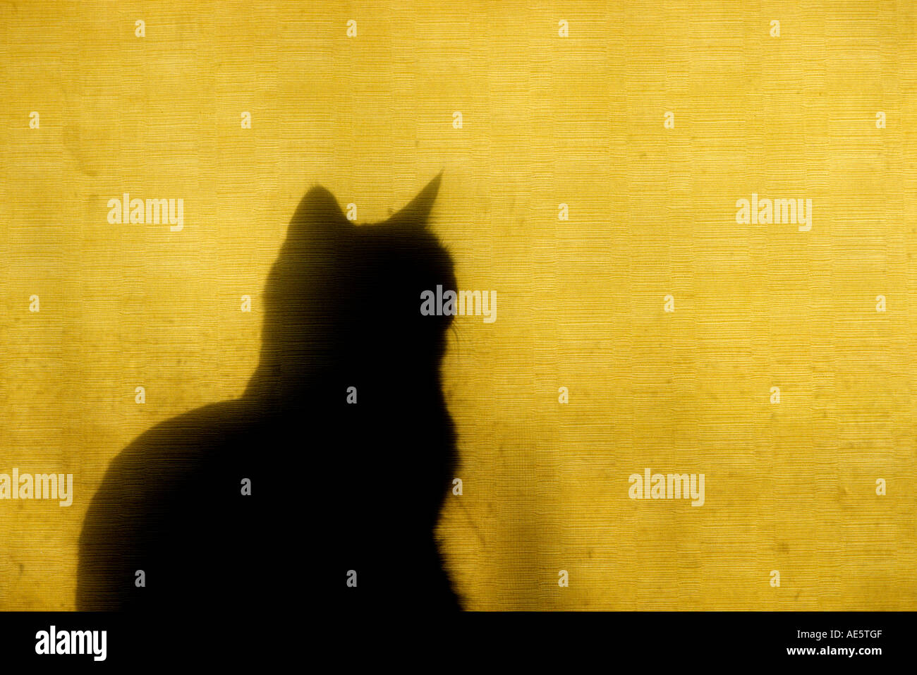 Cat in silhouette making cat shadow behind yellow gold screen Stock ...