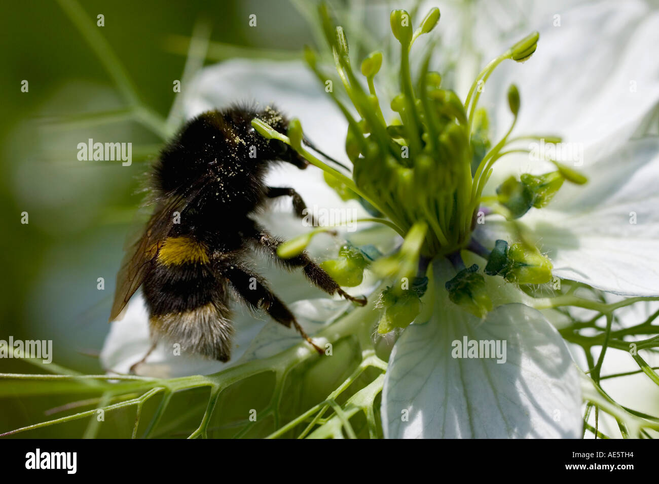 A bumble bee collecting pollen from a flower Stock Photo - Alamy