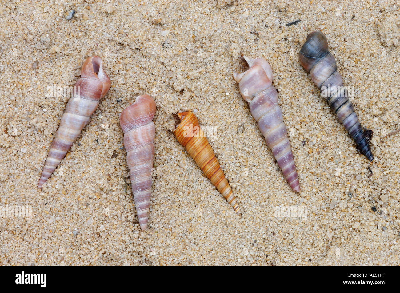 Turritella Stock Photos & Turritella Stock Images - Alamy